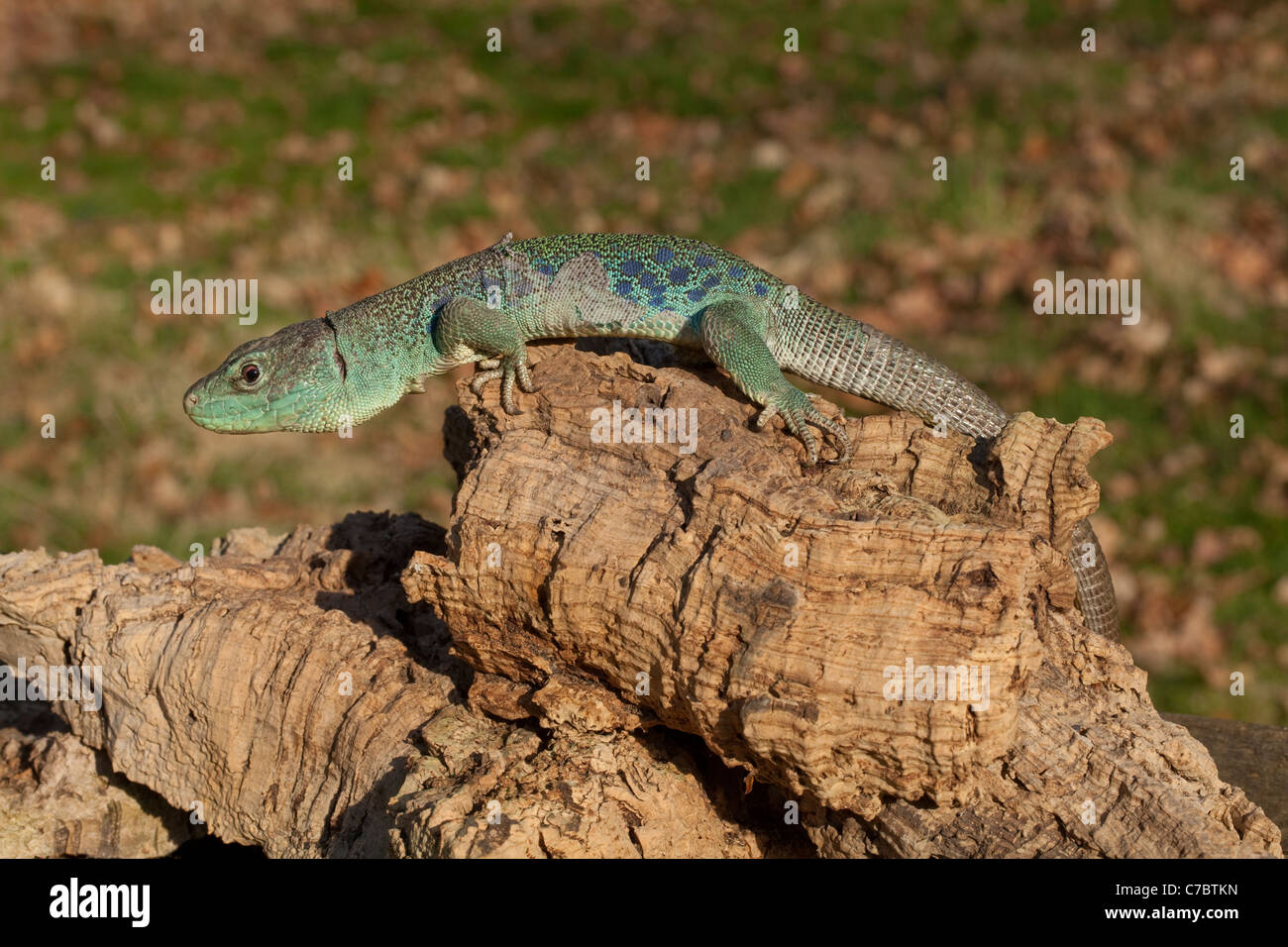 Eyed, or Ocellated or Jewelled Lizard (Timon lepidus). Sloughing outer ...
