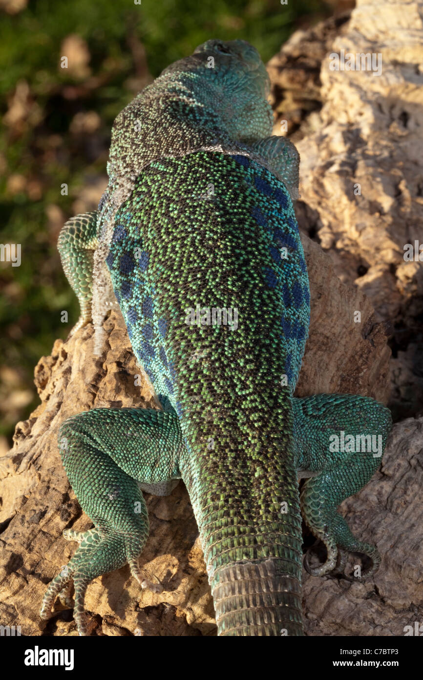 Peeling off skin hi-res stock photography and images - Alamy