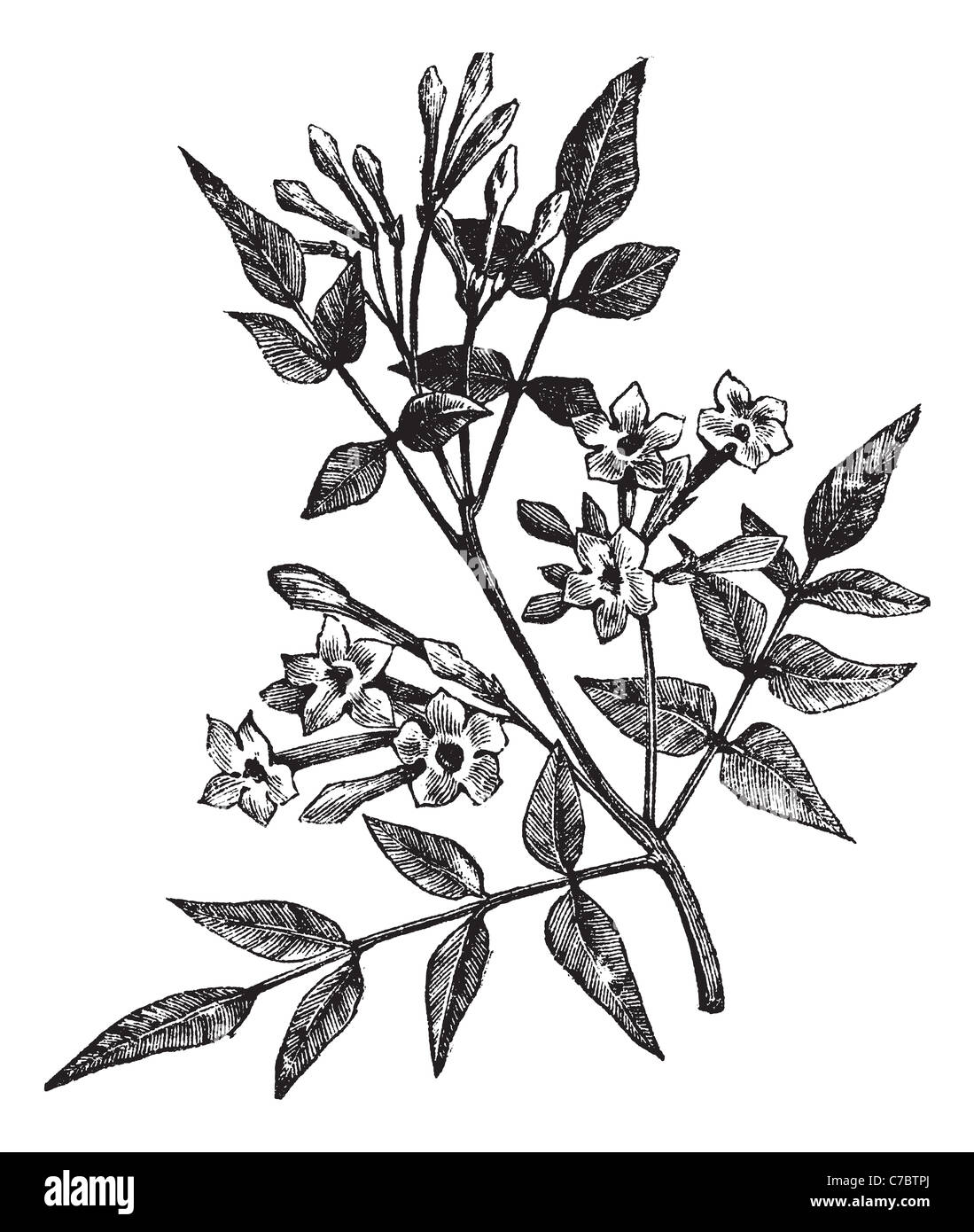 Jasmine drawing hi-res stock photography and images - Alamy