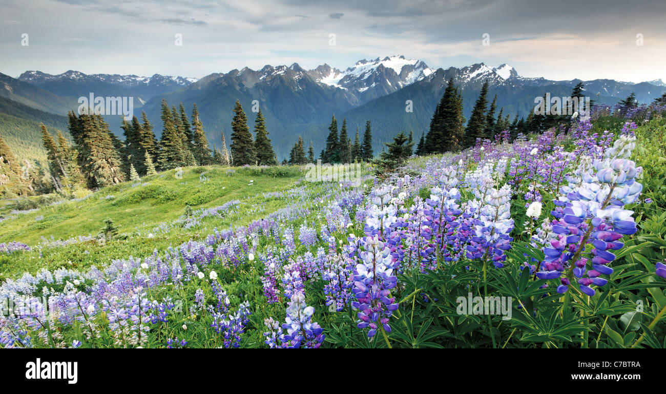 Subalpine meadow full of lupine on High Divide overlooking Hoh River ...