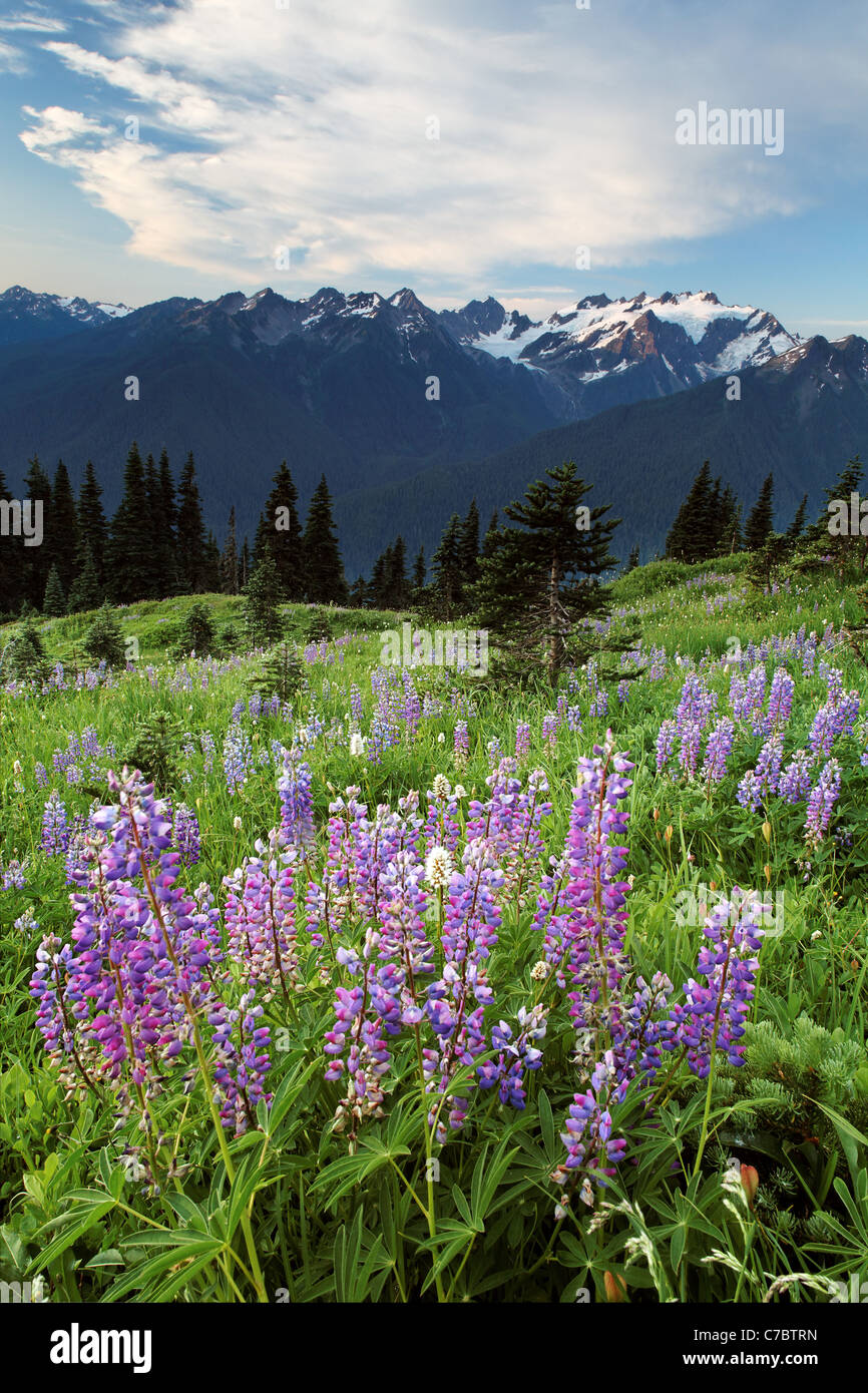 Subalpine valley hi-res stock photography and images - Alamy