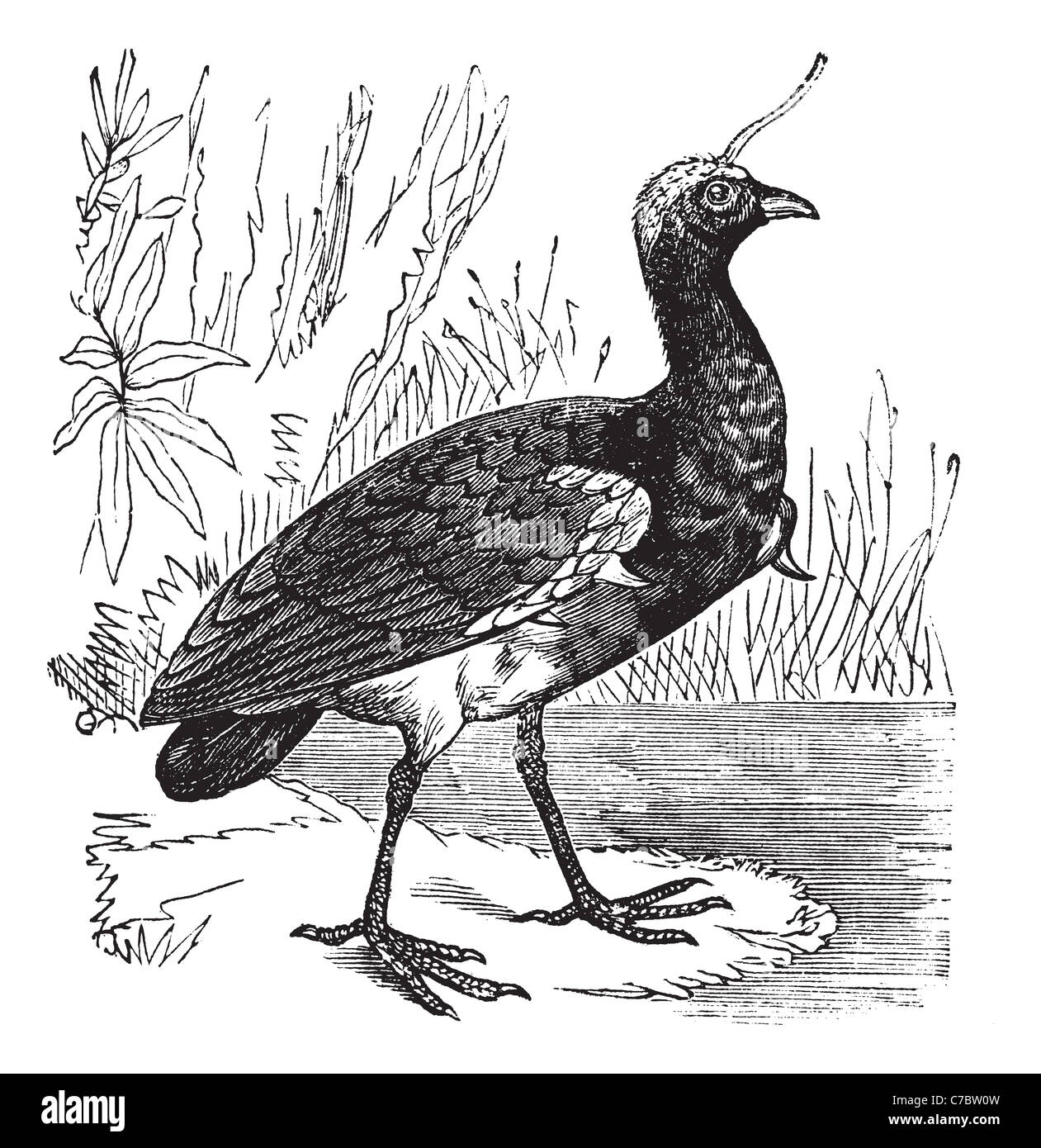 Horned Screamer or Anhima cornuta, vintage engraving. Old engraved ...