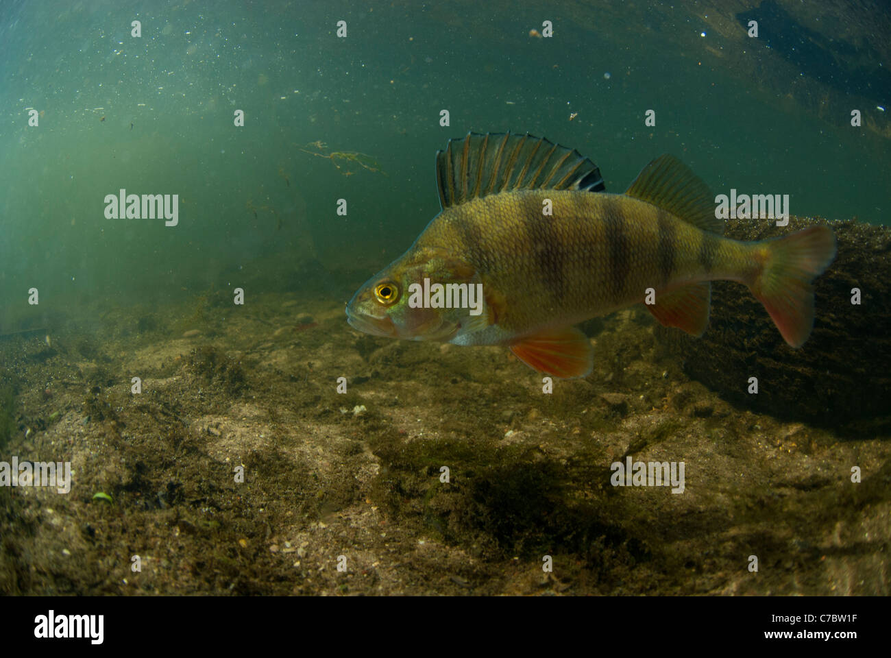 Jack perks fish hi-res stock photography and images - Alamy