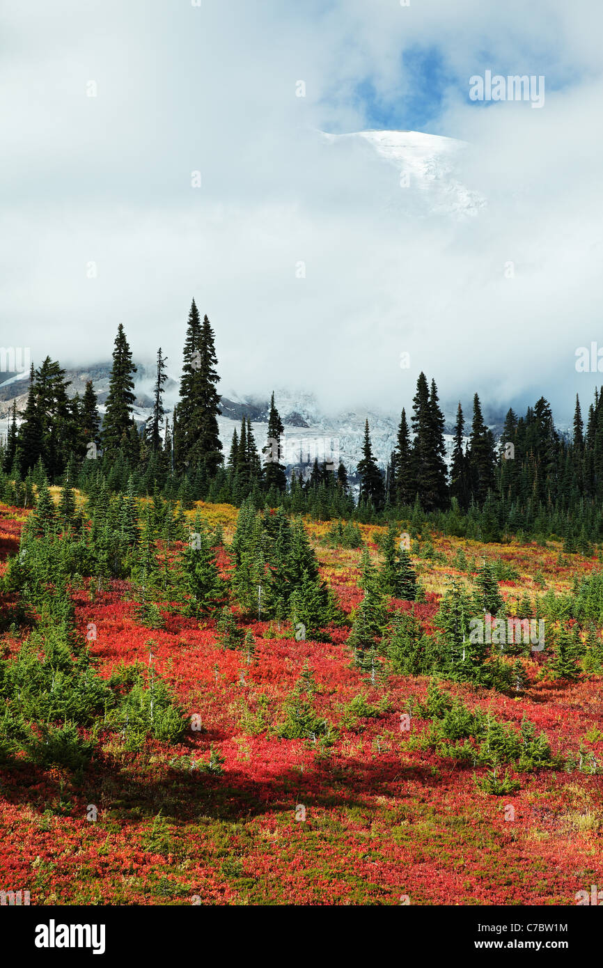 Autumn colored subalpine meadow, Paradise Meadows, Mount Rainier ...