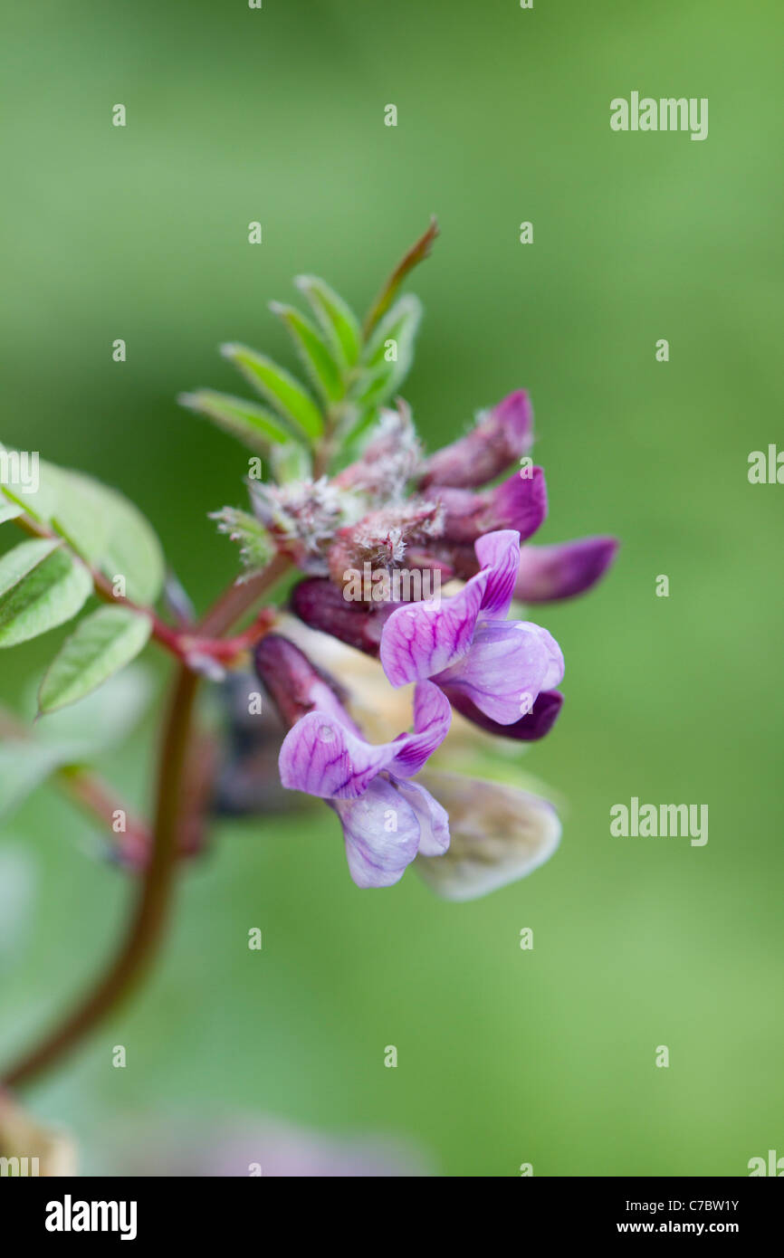 Bush vetch hi-res stock photography and images - Alamy