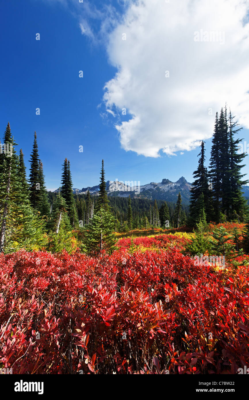 Autumn colored subalpine meadow, Paradise Meadows, Mount Rainier ...