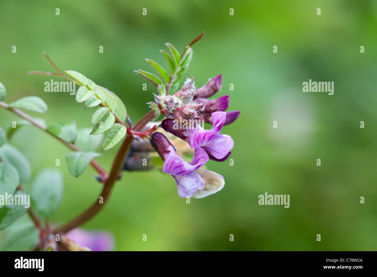 Bush Vetch; Vicia sepium; Cornwall; UK Stock Photo - Alamy