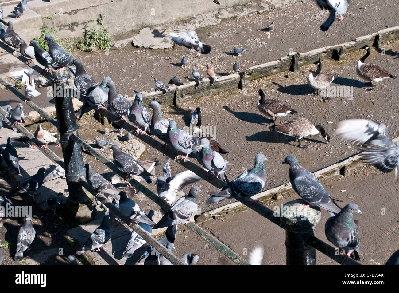 Lots of pigeons hi-res stock photography and images - Alamy