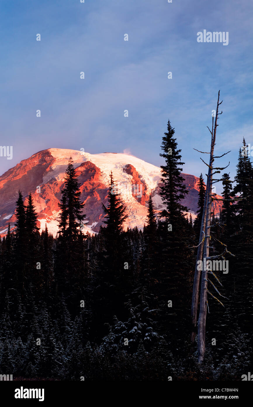 Subalpine trees hi-res stock photography and images - Alamy