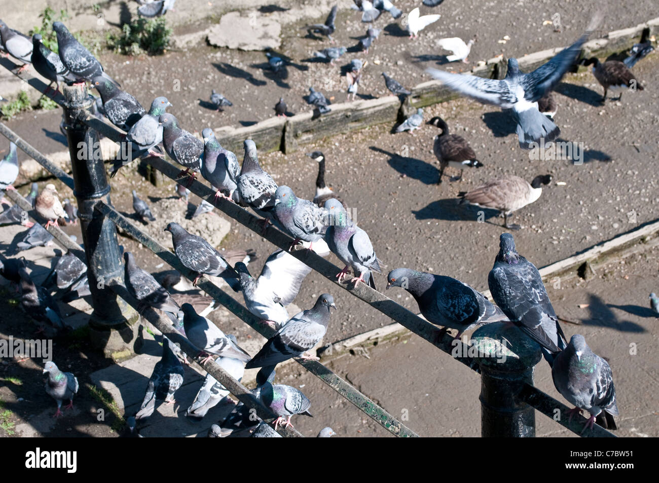 Pigeons, Twickenham, Middlesex, England, United Kingdom Stock Photo - Alamy