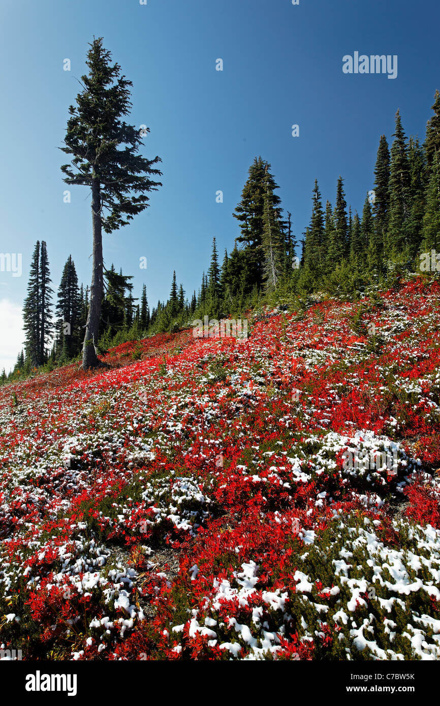 Snow dusted meadow, Paradise, Mount Rainier National Park, Washington ...