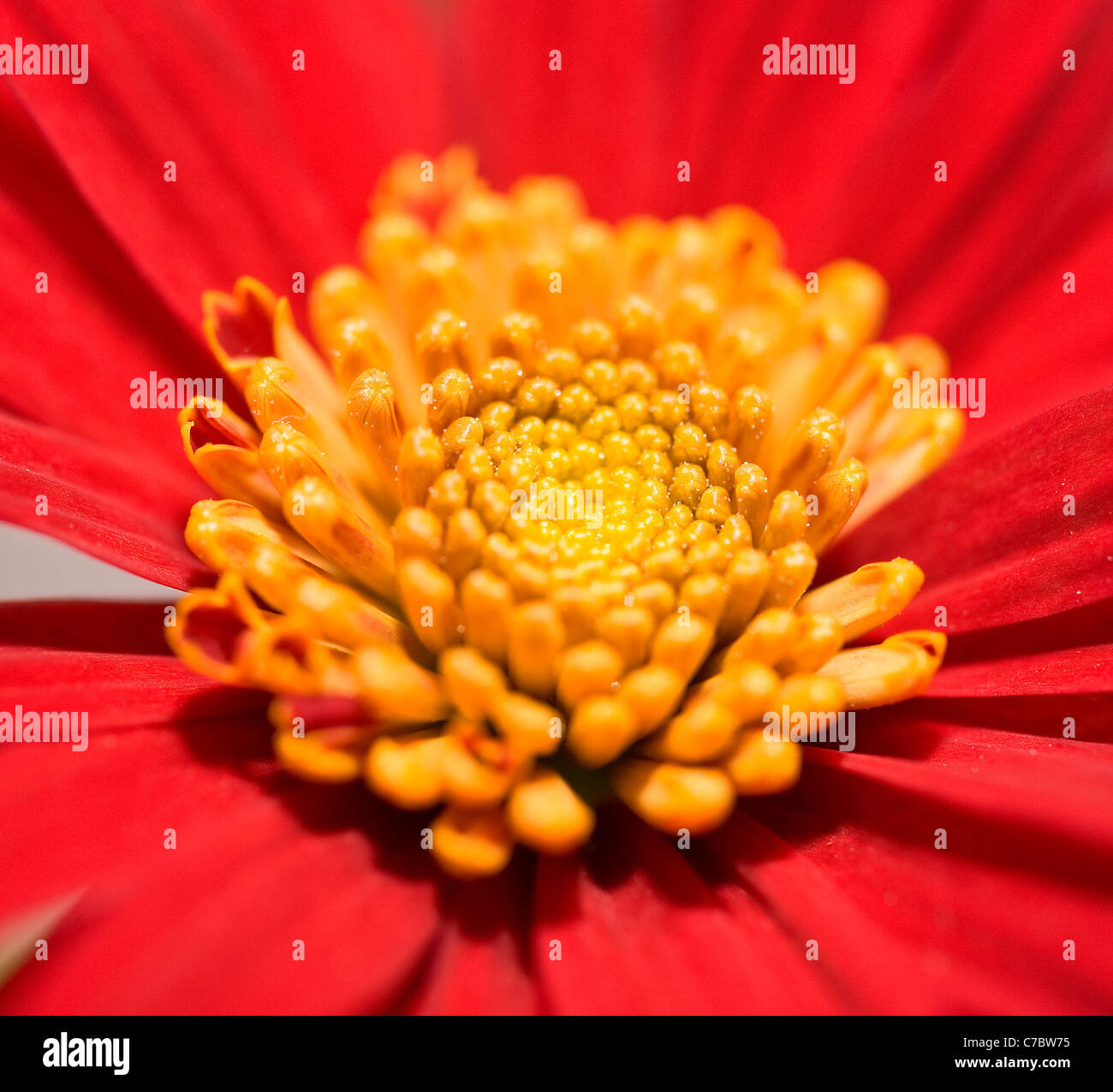 Flower. Gerbera closeup Stock Photo - Alamy