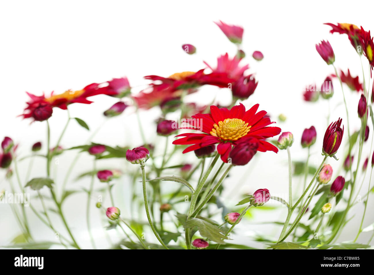Marguerite gerbera hi-res stock photography and images - Alamy