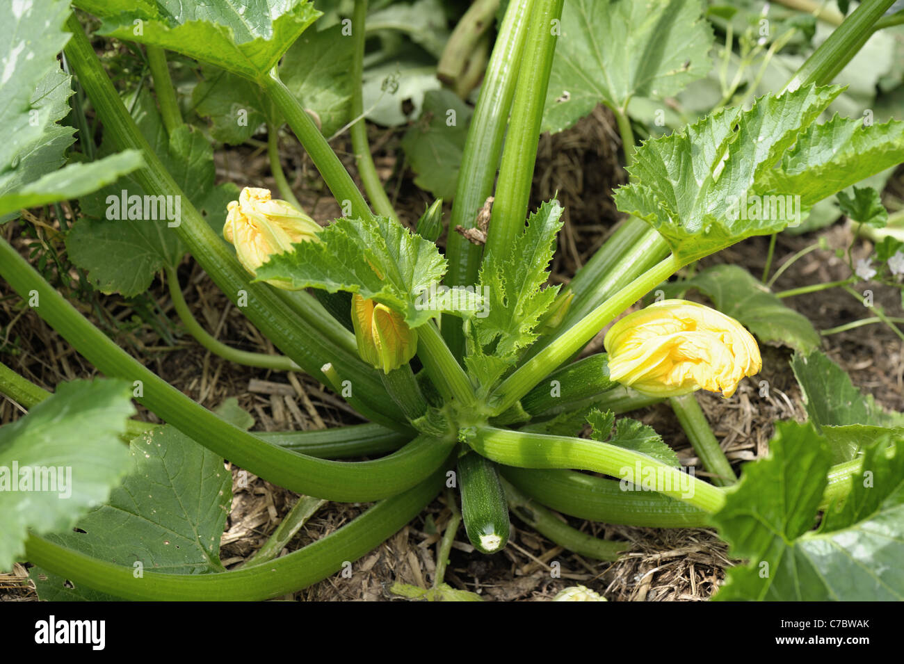 Courgette leaves hi-res stock photography and images - Alamy