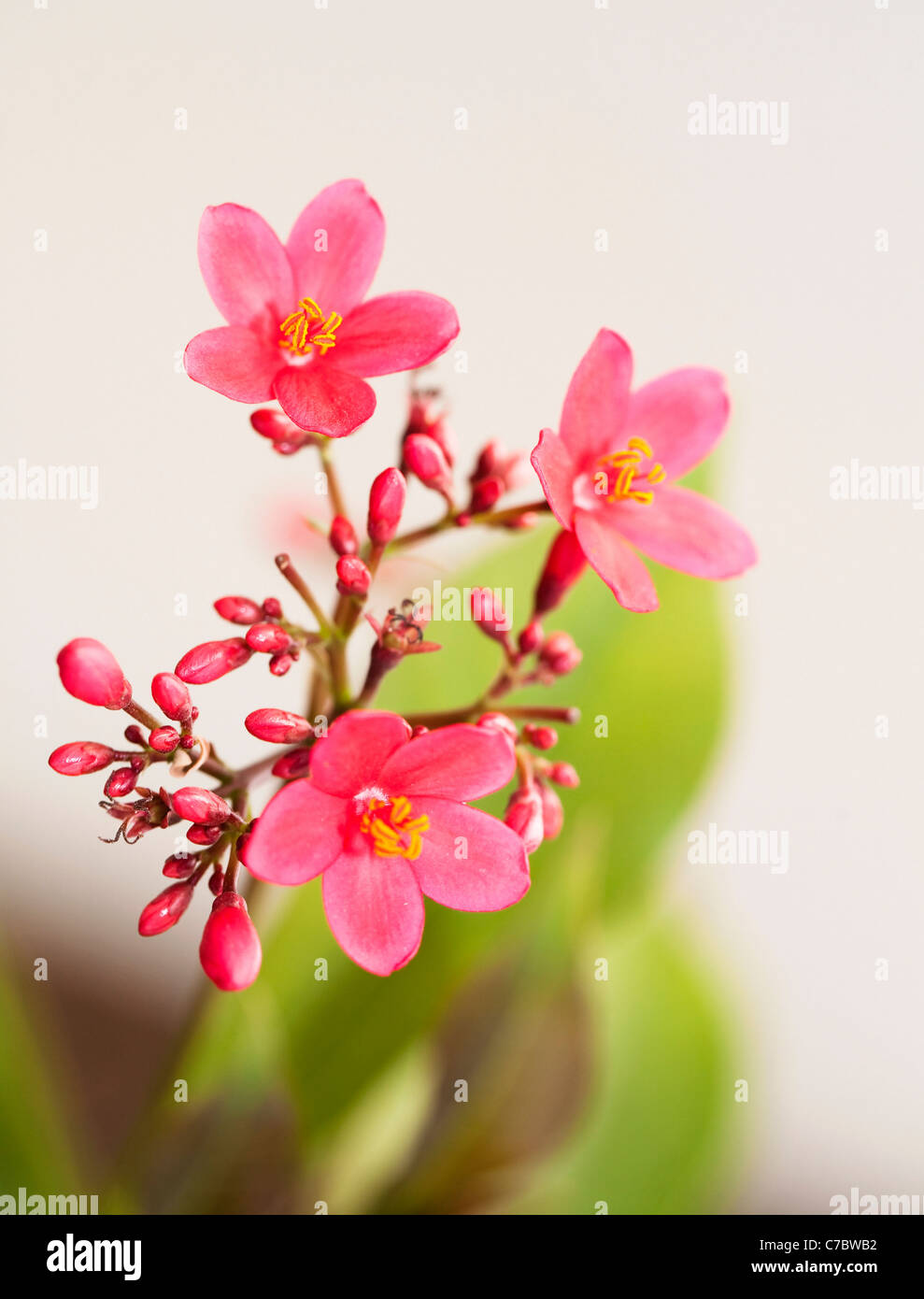 Flower. Gerbera closeup Stock Photo - Alamy
