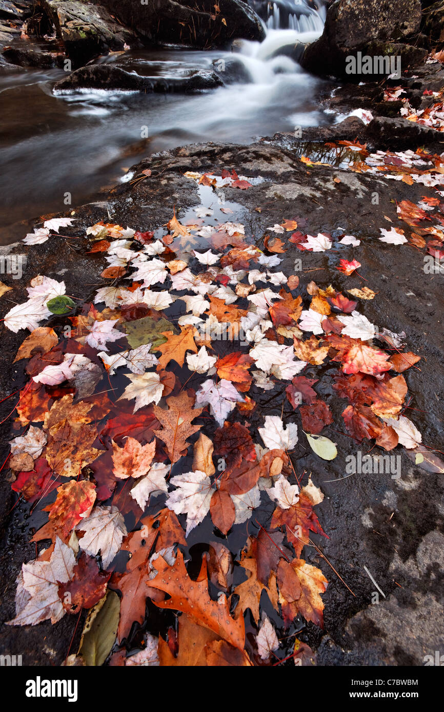 Maine usa fallen leaves hi-res stock photography and images - Alamy