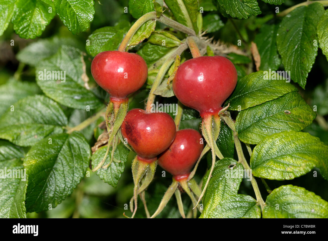 Rosa rugosa hedge hi-res stock photography and images - Alamy