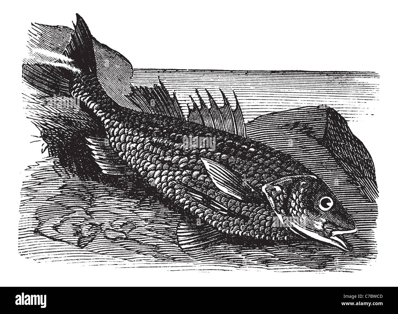 Labrax lines (labrax lineatus) vintage engraving. Old engraved ...