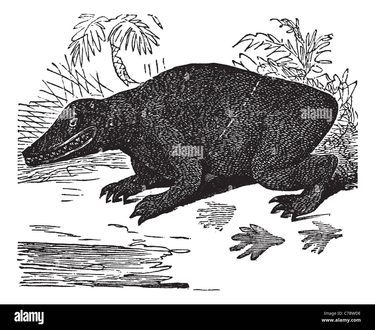 Labyrinthodon restored or Crystal Palace Dinosaurs vintage engraving ...