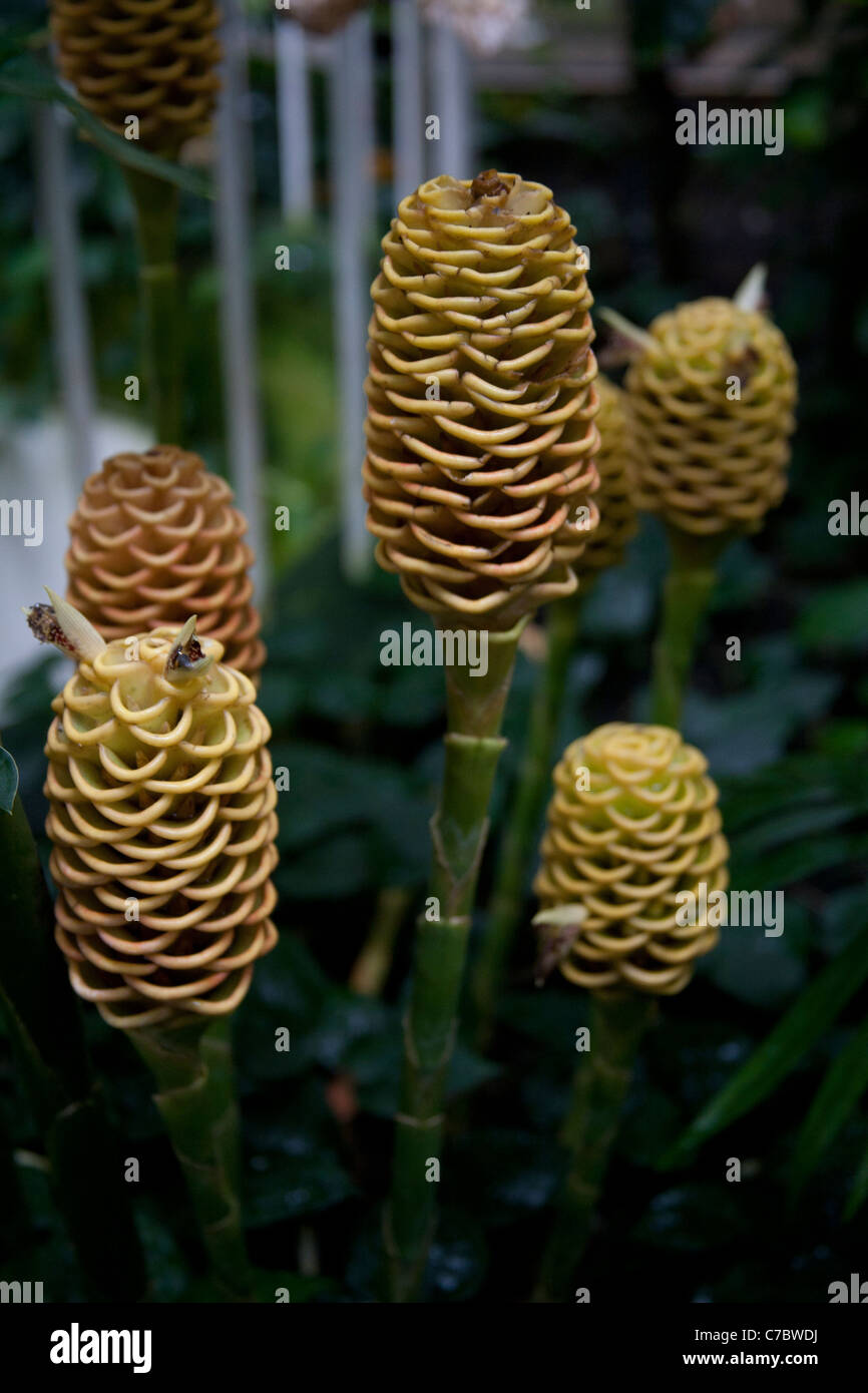 Ginger zingiber spectabile flowers hi-res stock photography and images ...