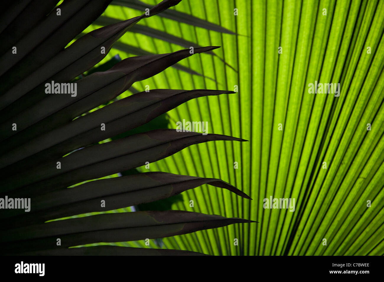 White Elephant Palm or Kerriodoxa elegans, Palm House UK Stock Photo ...
