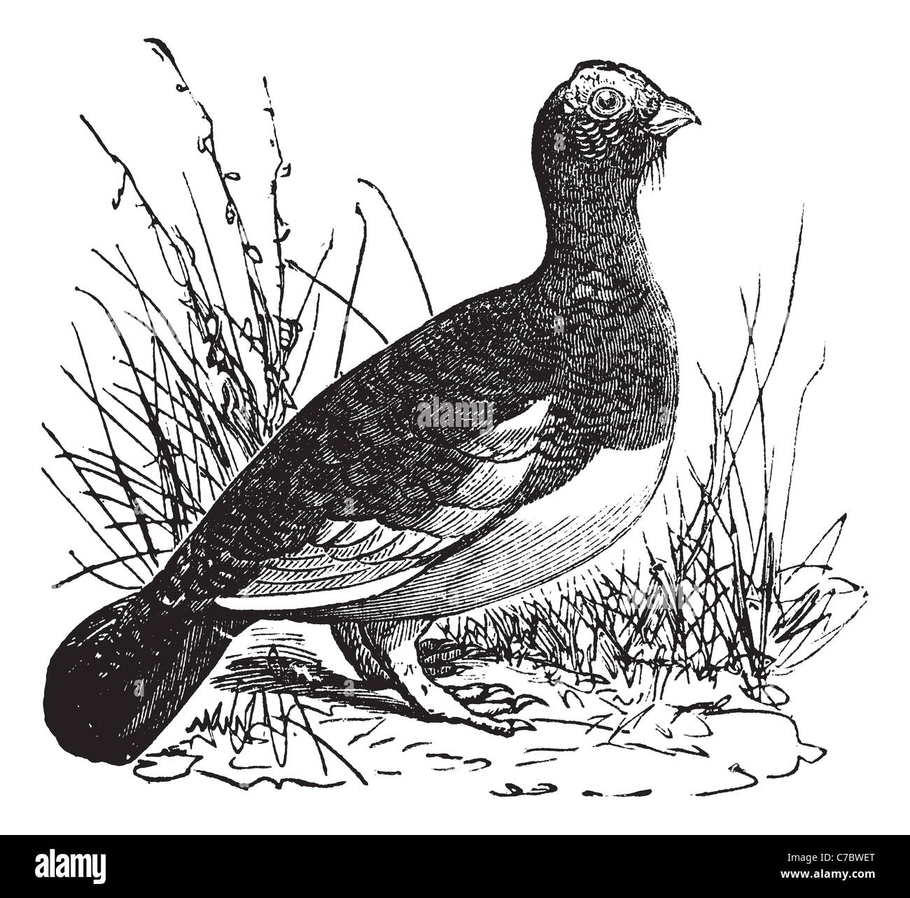 Vintage grouse hi-res stock photography and images - Alamy