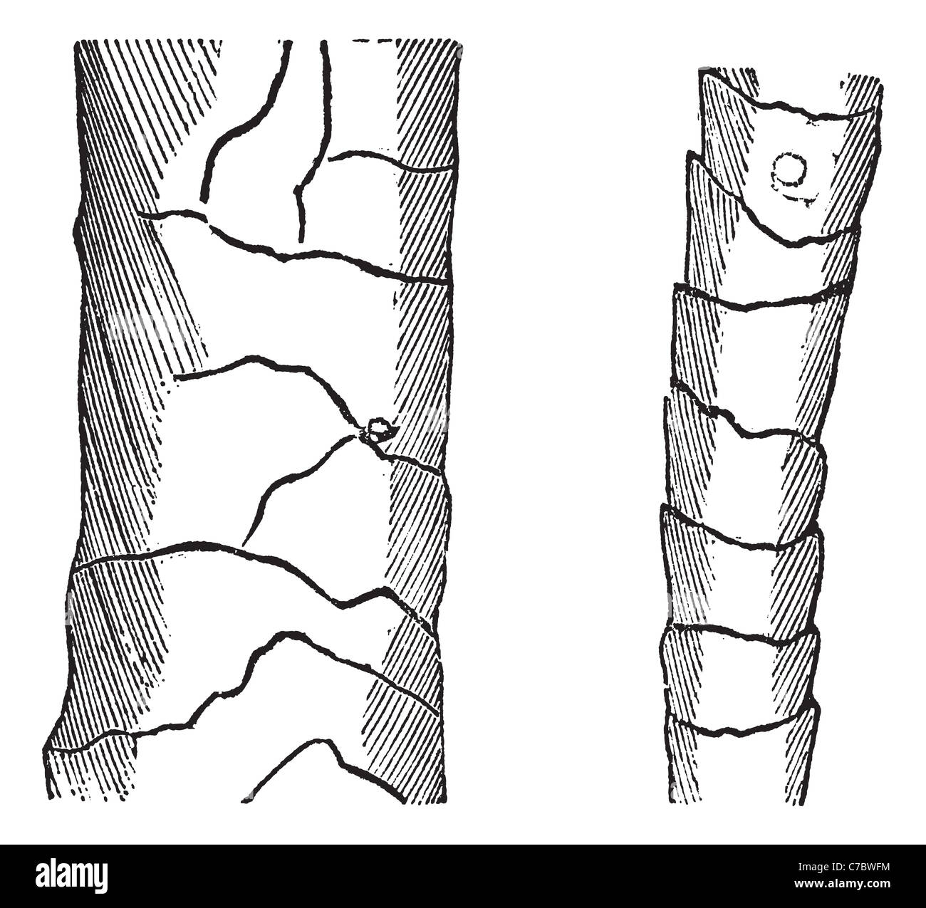 Sections of Southdown and Saxon Wool, magnified vintage engraving. Old ...