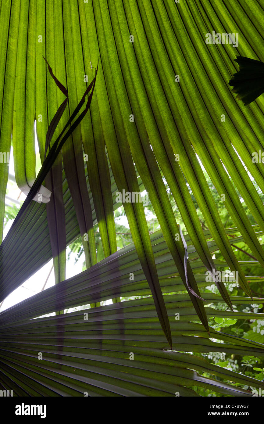 White Elephant Palm or Kerriodoxa elegans, Palm House UK Stock Photo ...