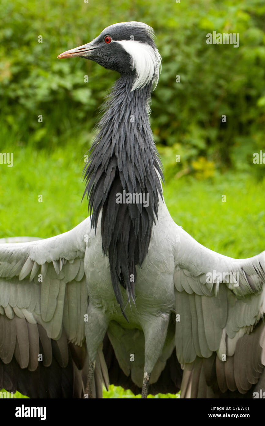 Animal Instinct Examples