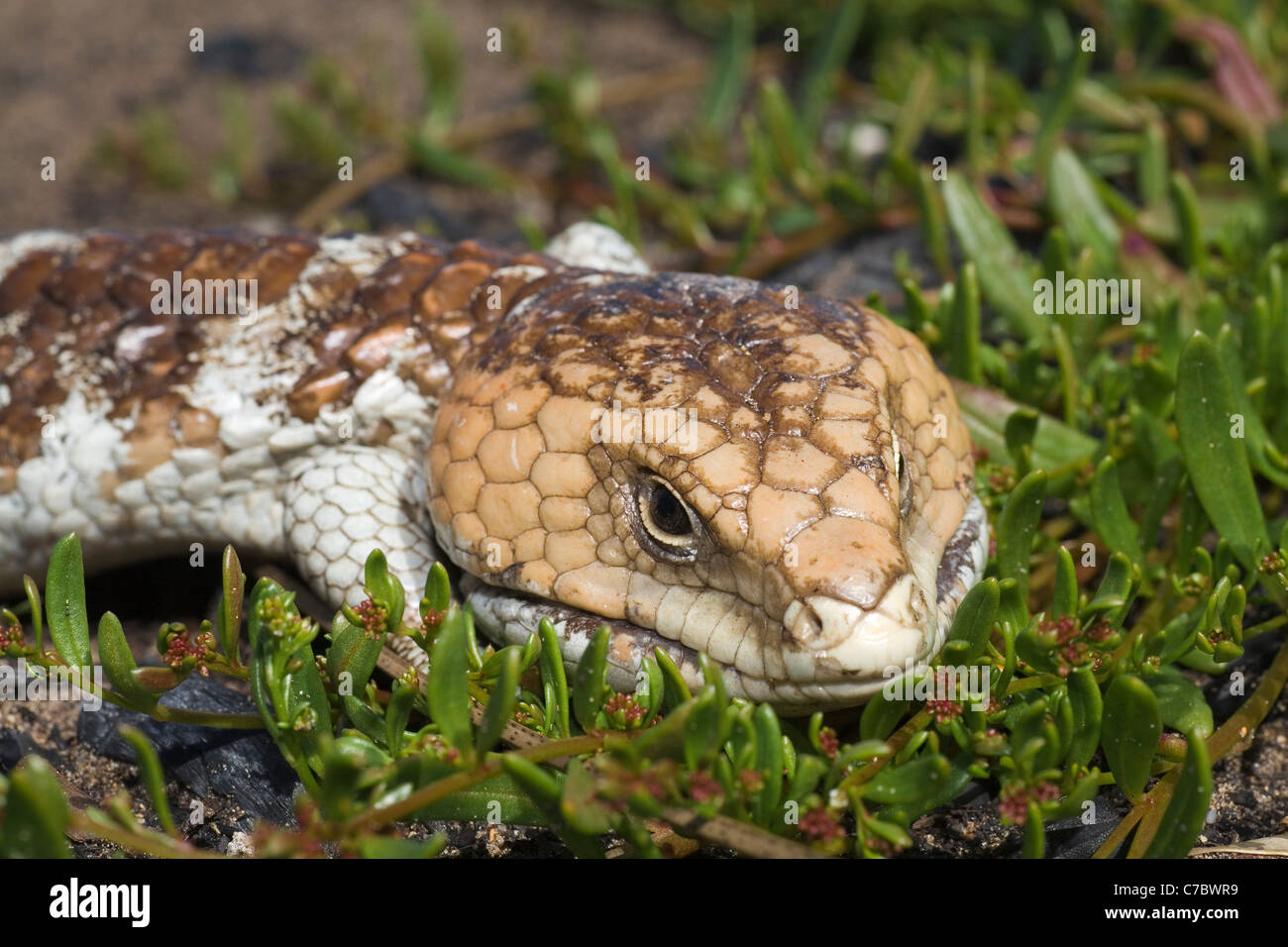 Western australian shingleback lizard on hi-res stock photography and ...