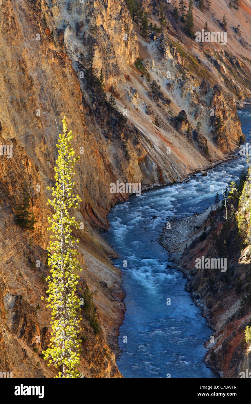 Yellow cliffs above the Yellowstone River at bottom of Grand Canyon of ...