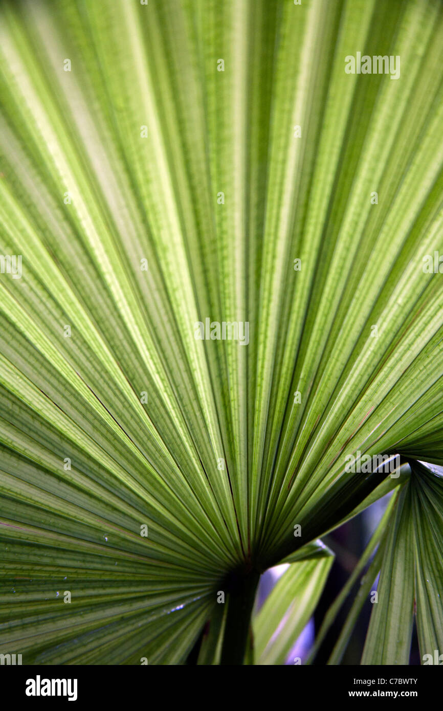 White Elephant Palm or Kerriodoxa elegans, Palm House UK Stock Photo ...