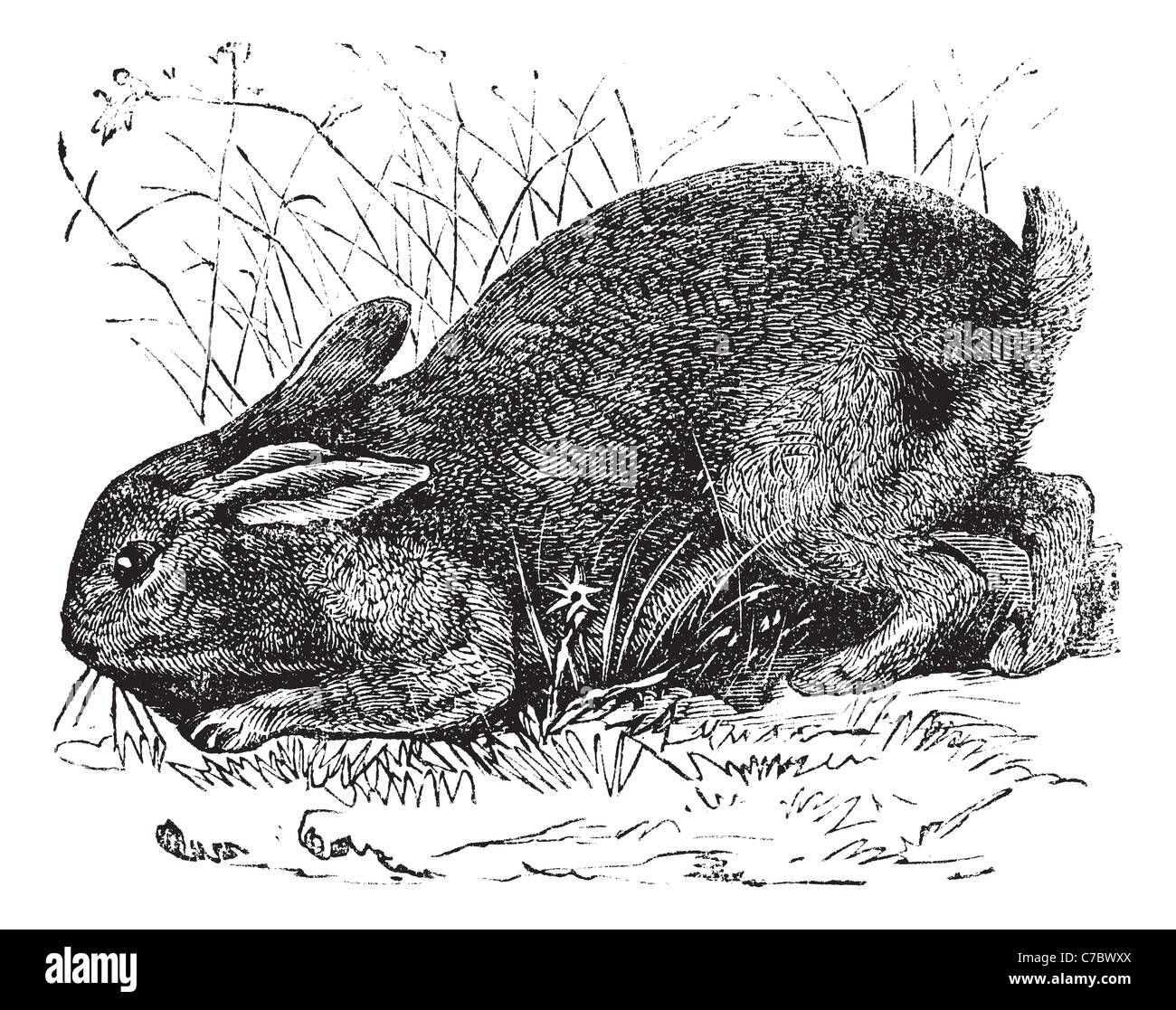 Common Rabbit (Lepus cuniculus) or European Rabbit vintage engraving ...