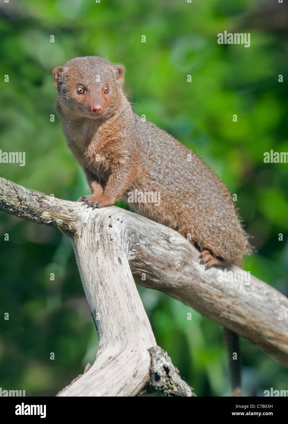Dwarf Mongoose (helogale parvula Stock Photo - Alamy
