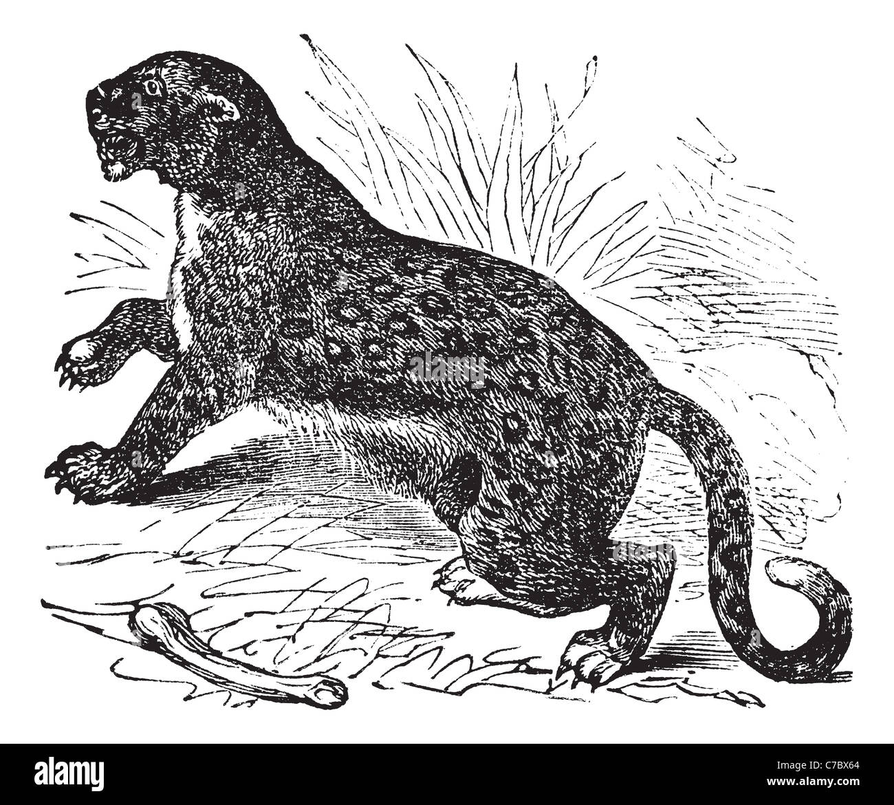 Ancient wild cat hi-res stock photography and images - Alamy