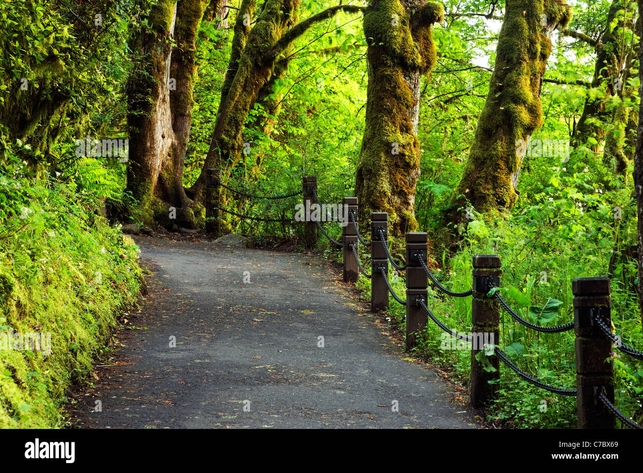 Footpath to Multnomah Falls, Columbia River Gorge National Scenic Area ...