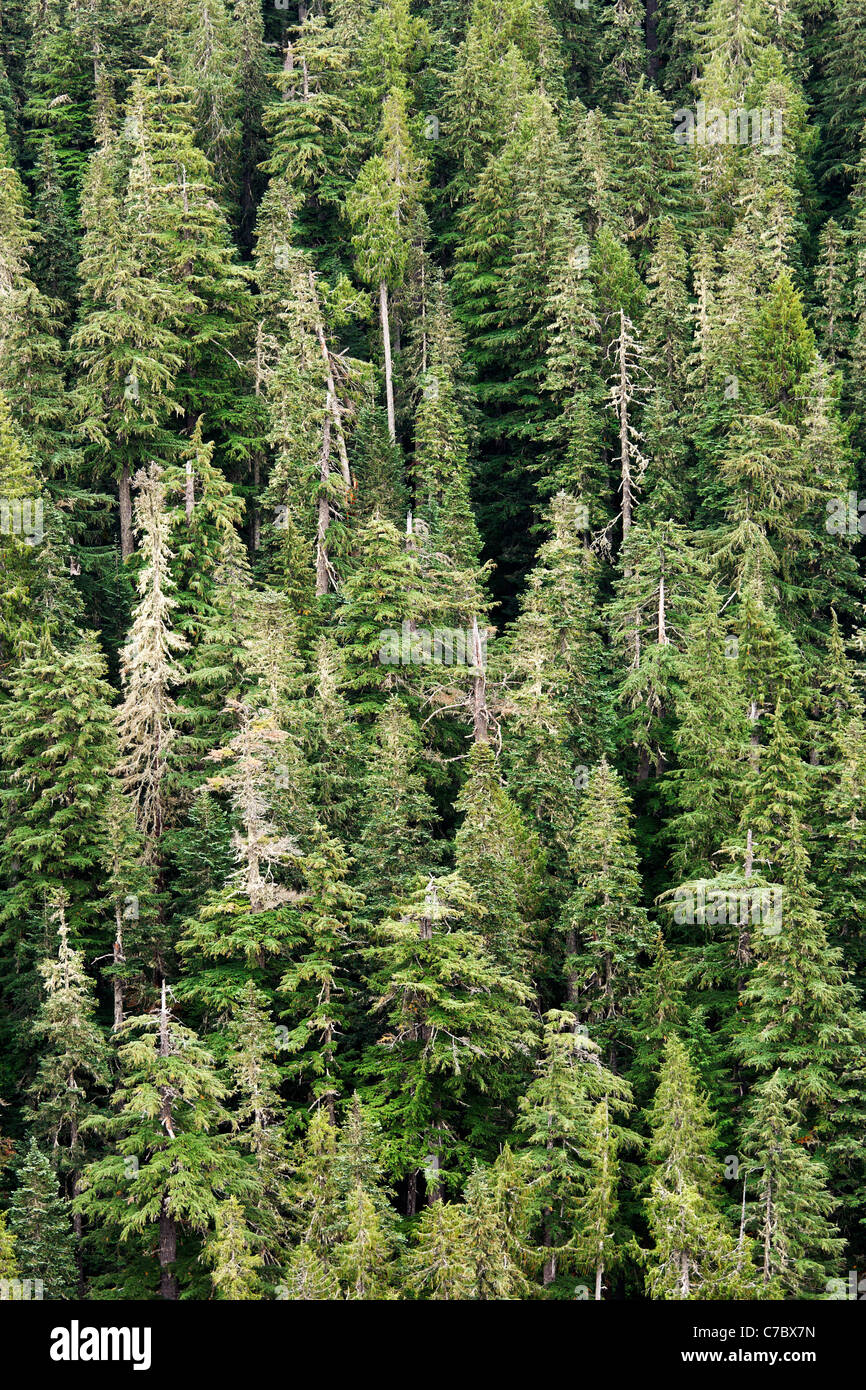 Aerial view of Pacific Northwest old growth forest, Mount Rainier ...