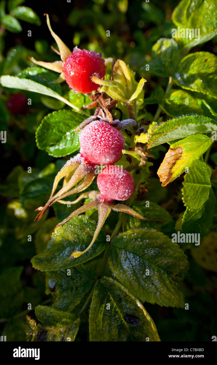 Frosty rose berries at Autumn , Finland Stock Photo - Alamy