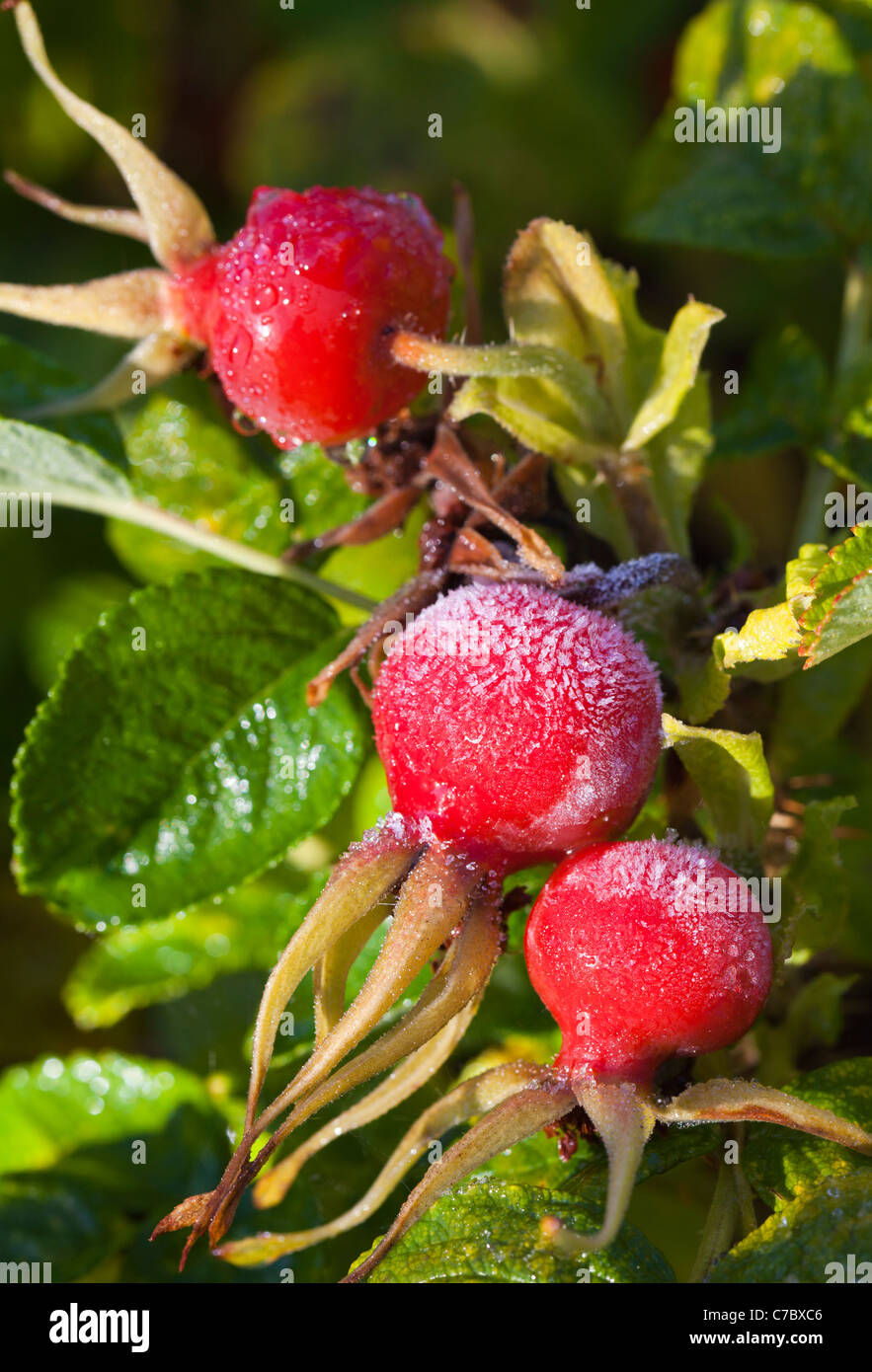 Frosty rose berries , Finland Stock Photo - Alamy