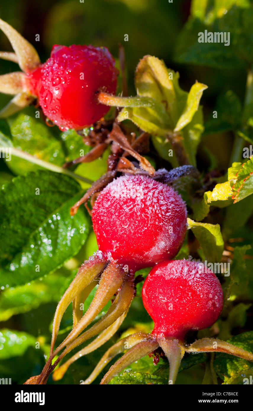Frosty red rose berries hi-res stock photography and images - Alamy