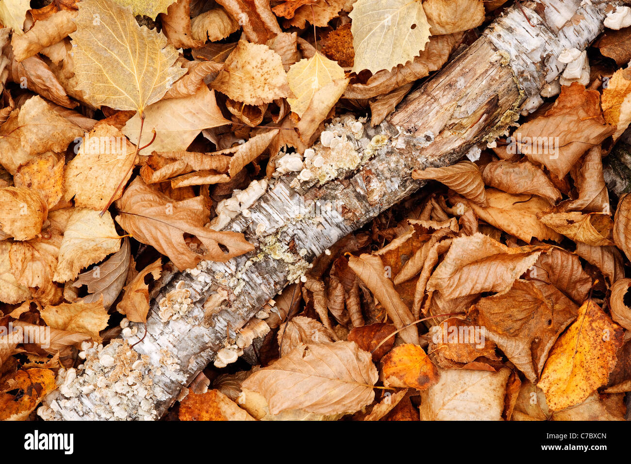 Dead limb on tree hi-res stock photography and images - Alamy