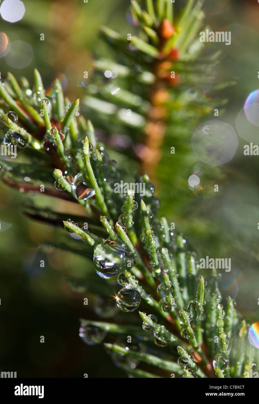 Macro norway spruce hi-res stock photography and images - Alamy