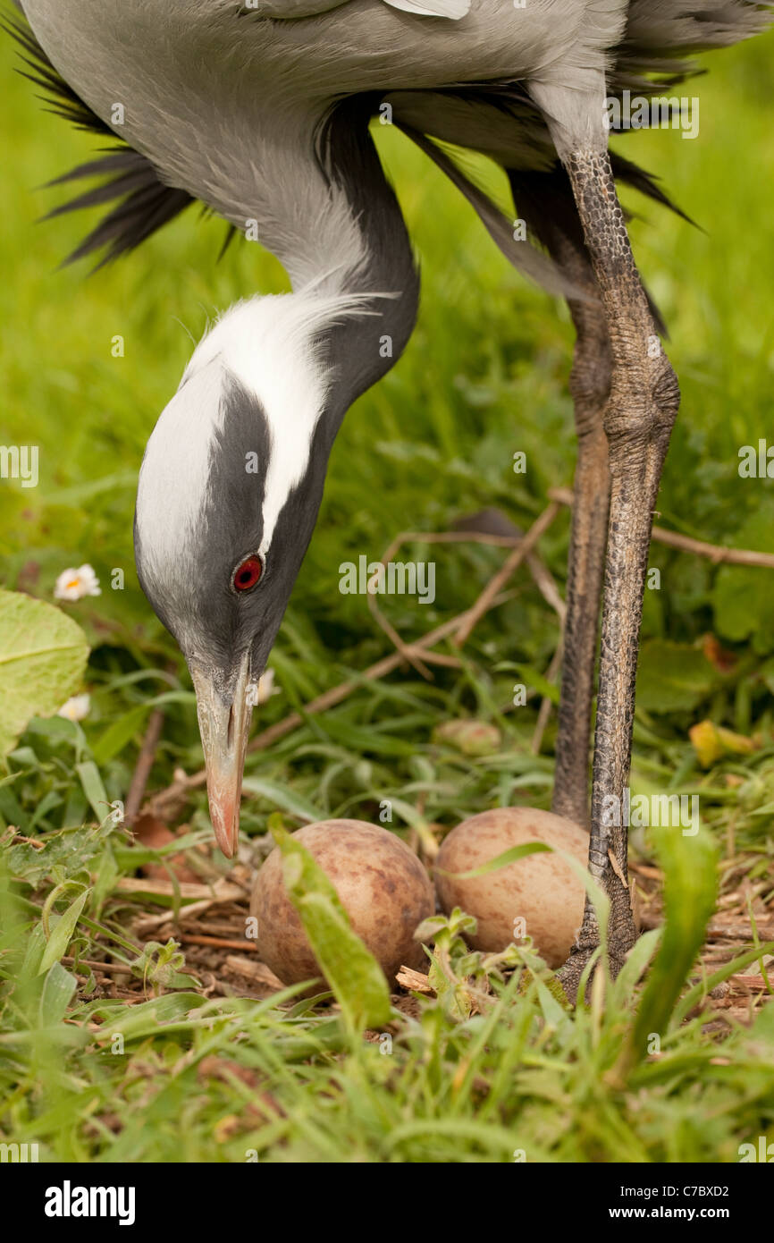 Nesting crane at nest hi-res stock photography and images - Alamy