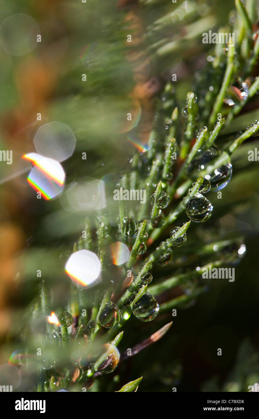 Spruce branch with water drops Stock Photo - Alamy