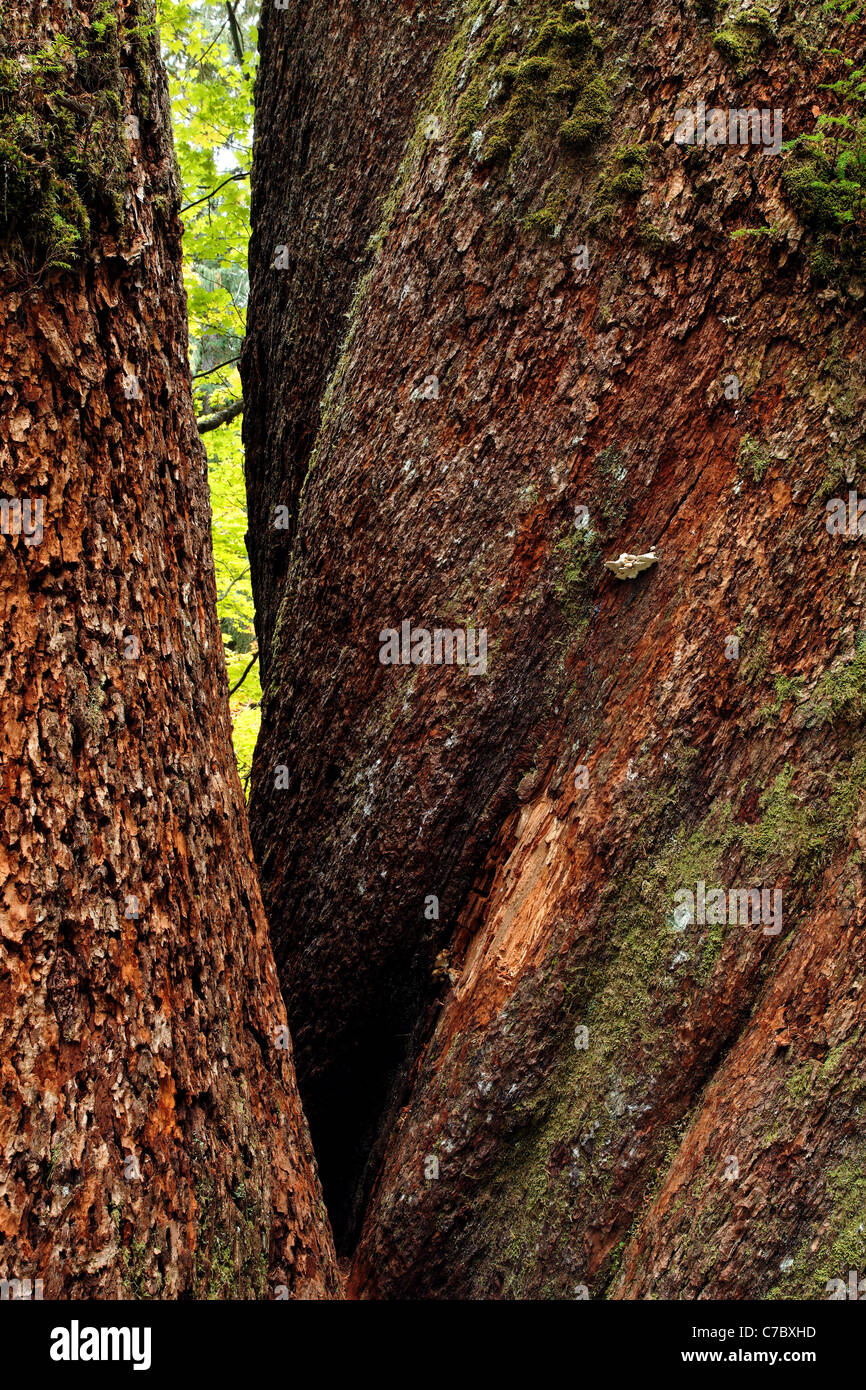 Douglas fir tree trunks High Resolution Stock Photography and Images ...