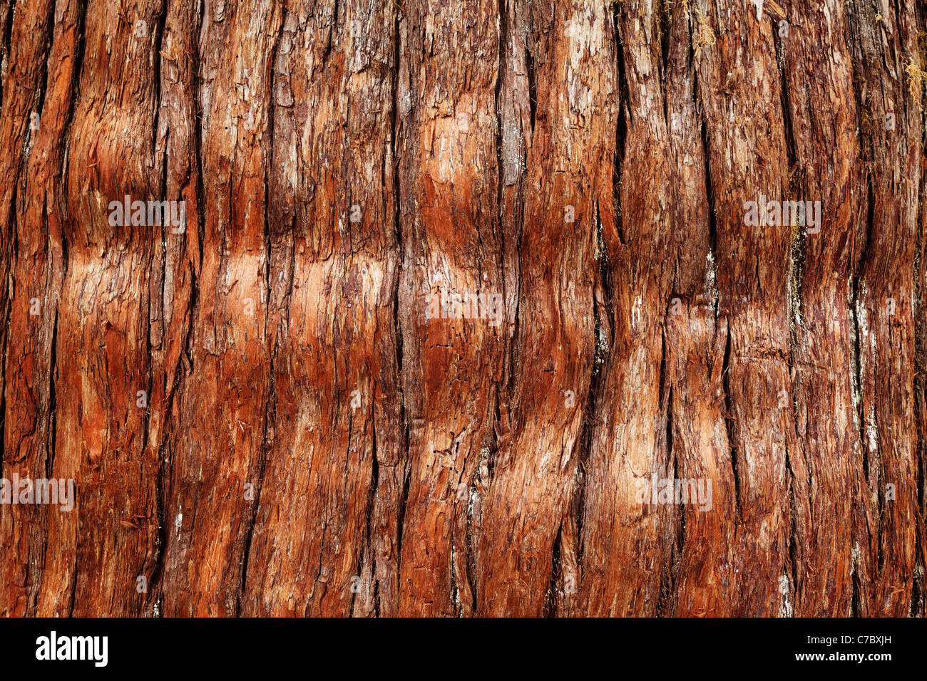 Western red cedar tree hi-res stock photography and images - Alamy
