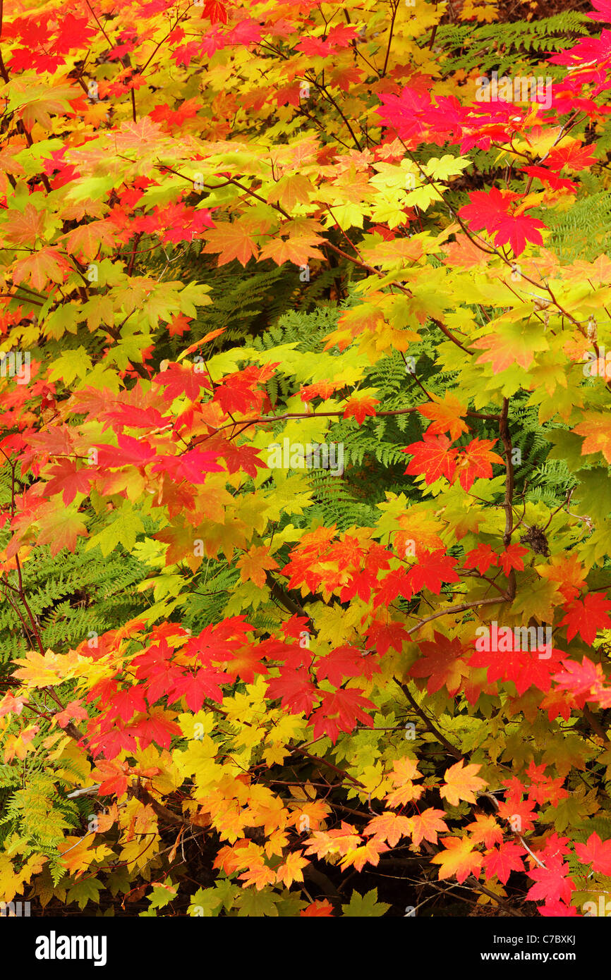 Vine maple hi-res stock photography and images - Alamy