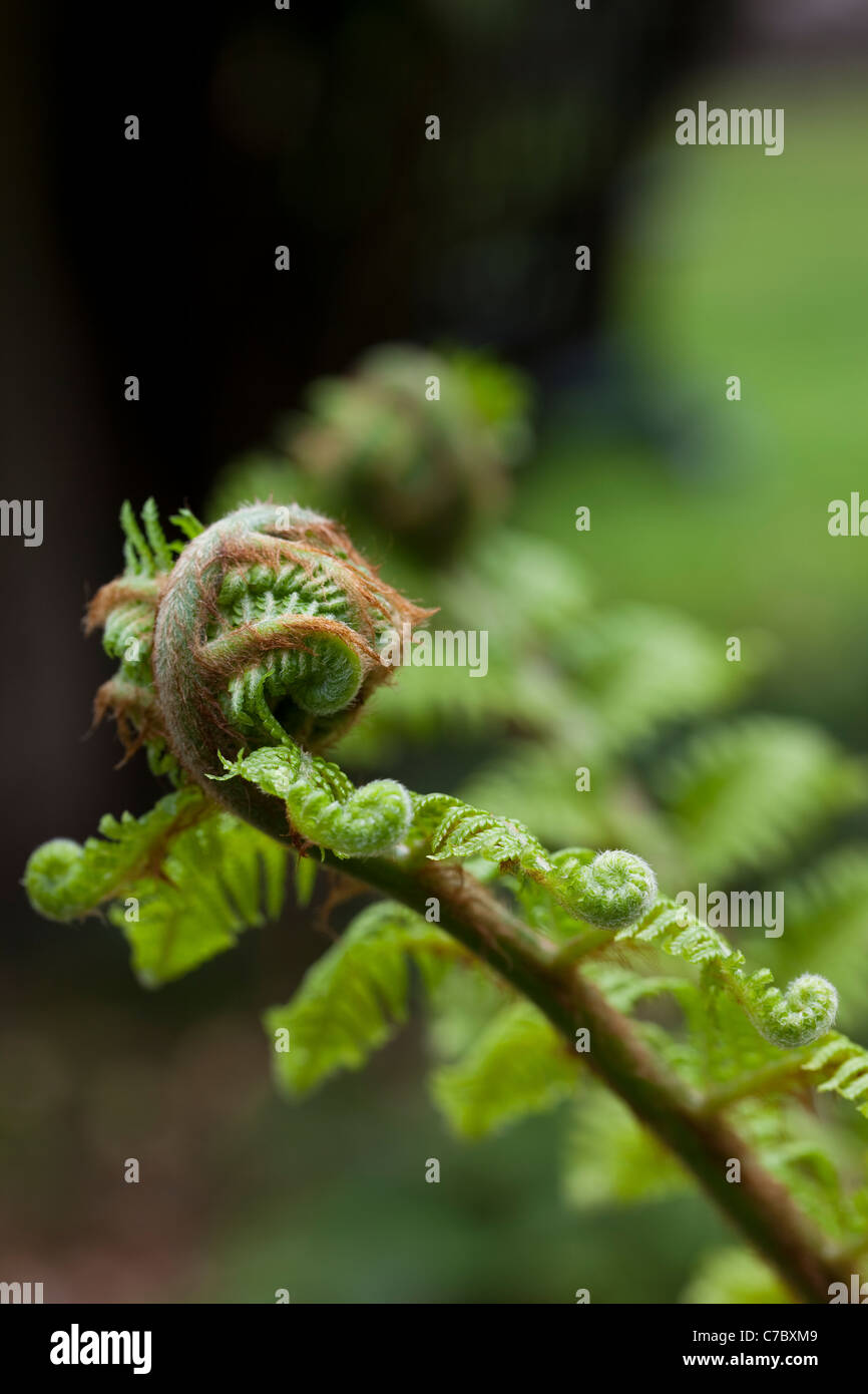 Dicksonia tree fern hi-res stock photography and images - Alamy