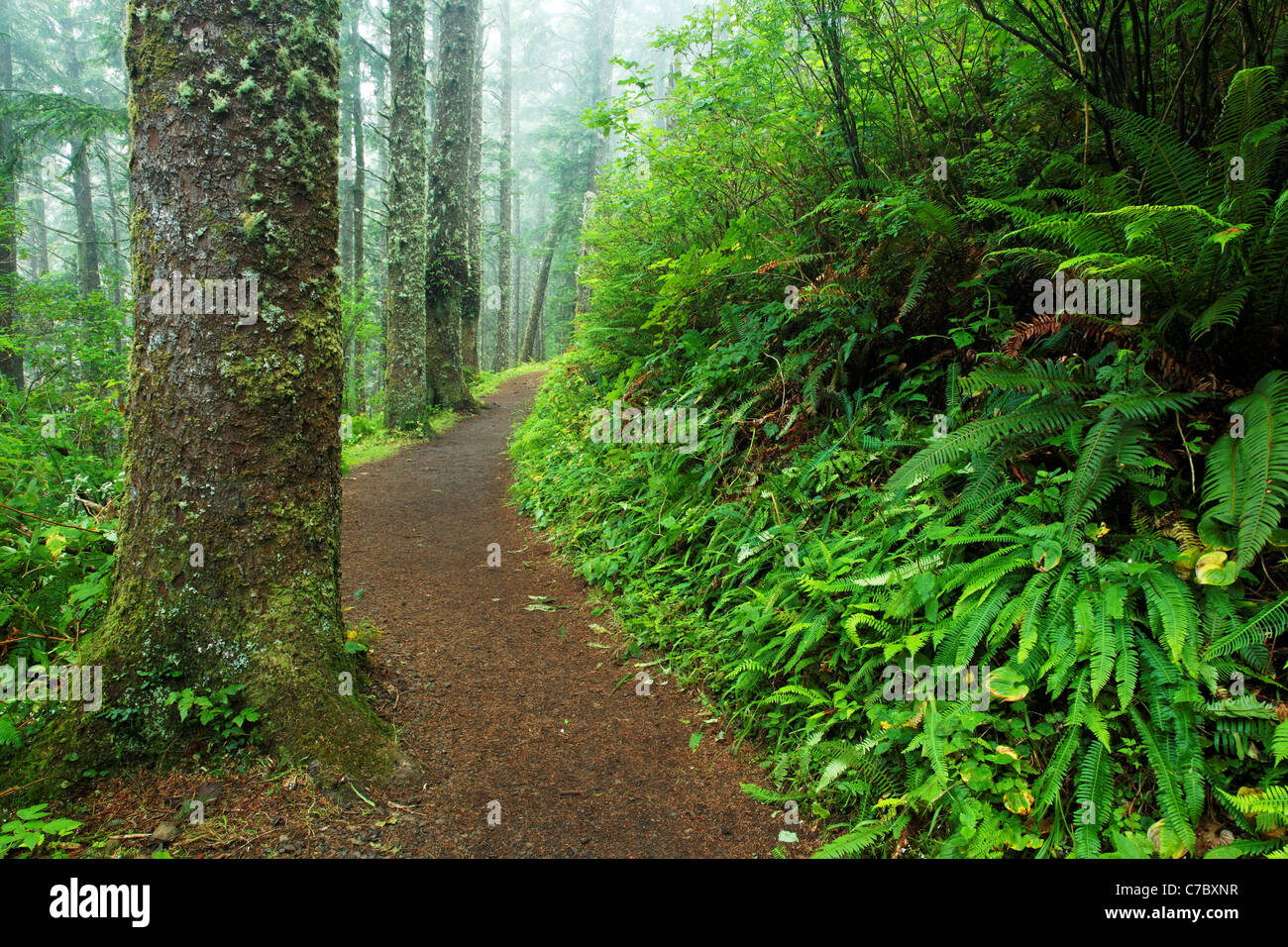 Cape Lookout trail, Cape Lookout State Park, Oregon, USA, North America ...