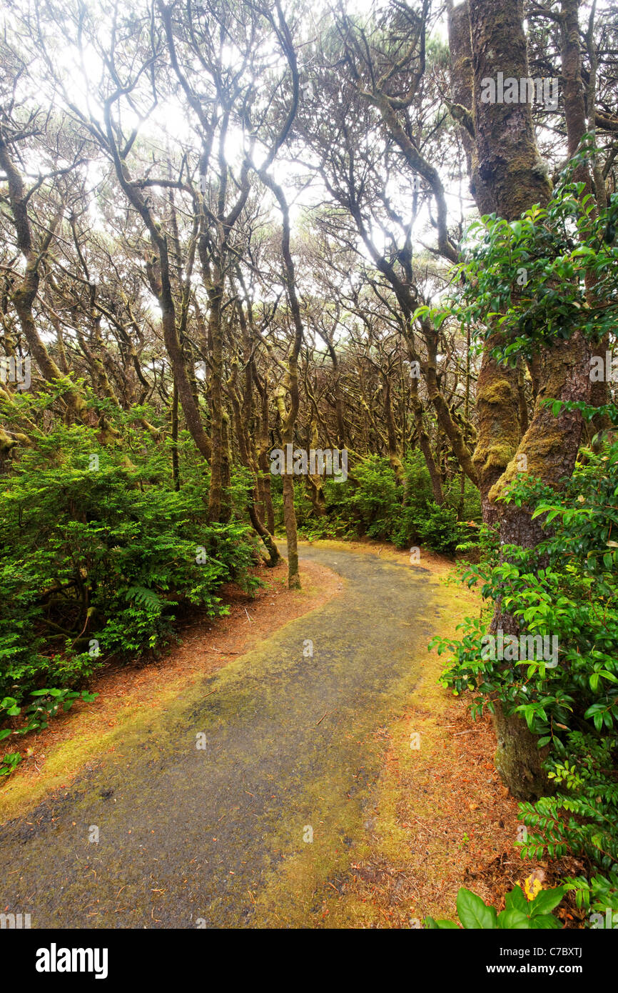 Coastal forest hi-res stock photography and images - Alamy
